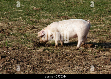 British lop eared pig rooting Stock Photo - Alamy