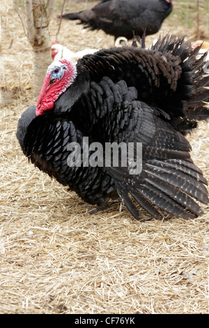 Norfolk Black Turkey Portrait Stock Photo - Alamy