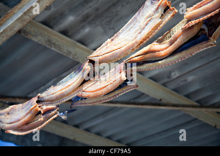 Cape Snoek Hanging out to dry in Kalk Bay Stock Photo - Alamy