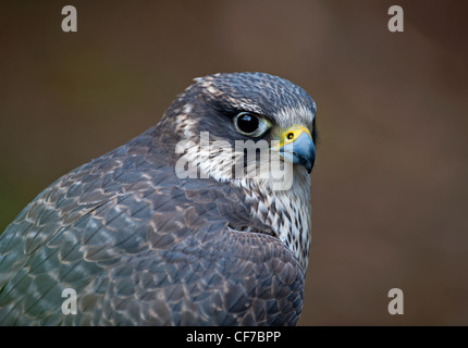Peregrine Falcon, fast flying avain hunter. SCO 8061 Stock Photo - Alamy