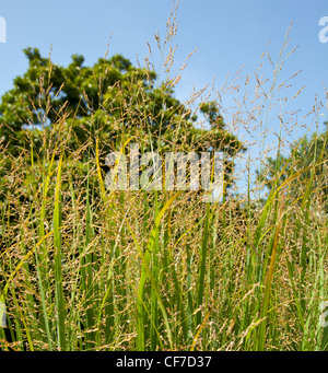 Switchgrass (Panicum virgatum) close up - USA Stock Photo - Alamy