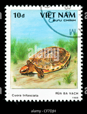 Chinese Three-striped Box Turtle (Cuora trifasciata) young, resting on ...