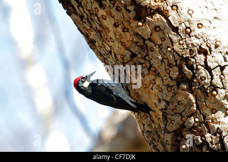 Acorn Woodpecker Storing Acorns Stock Photo - Alamy