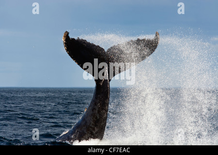 Blue whale diving in St Lawrence river at Tadoussac, Quebec, Canada ...