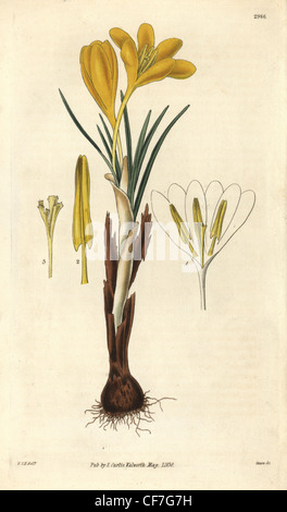 Dutch yellow crocus, Crocus flavus Stock Photo - Alamy