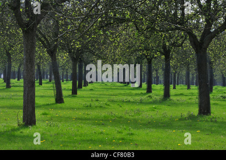A Somerset cider orchard with apple trees and mistletoe Stock Photo - Alamy