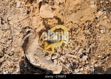 deathstalker scorpion (Leiurus quinquestriatus Stock Photo - Alamy