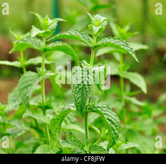 Mint close-up in the garden. Apple mint, or Mentha suaveolens, or downy ...