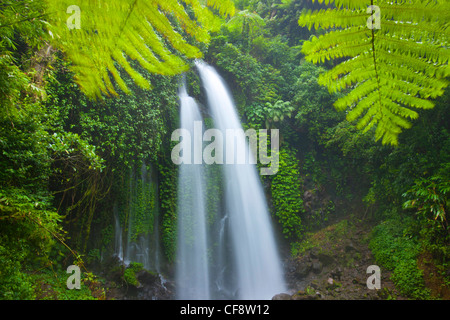 Jumog, Indonesia, Asia, Java, primeval forest, jungle, rain forest ...