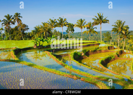 Licin, Indonesia, Asia, Java, fields, rice fields, rice, cultivation ...