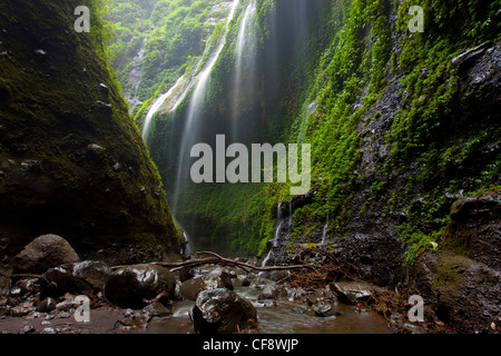 Madakaripura, Indonesia, Asia, Java, primeval forest, jungle, rain ...