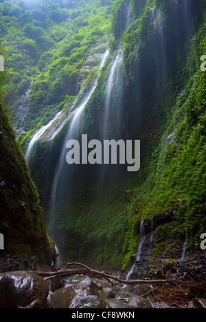 Madakaripura, Indonesia, Asia, Java, primeval forest, jungle, rain ...