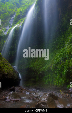 Madakaripura, Indonesia, Asia, Java, primeval forest, jungle, rain ...