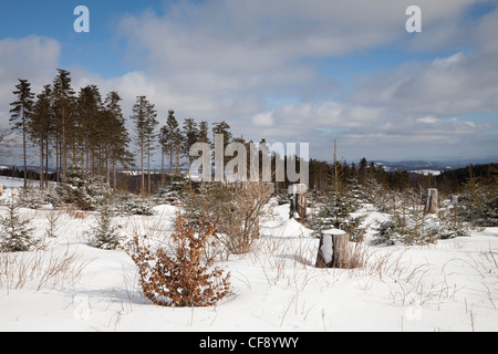 Forest after cyclone Kyrill, Mountain Ettelsberg, Willingen, Upland ...