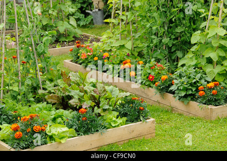 Flowers and vegetable in rasied beds, including, Marigolds, Lettuce ...