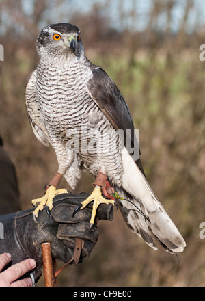 Goshawk on falconers wrist or glove Stock Photo - Alamy