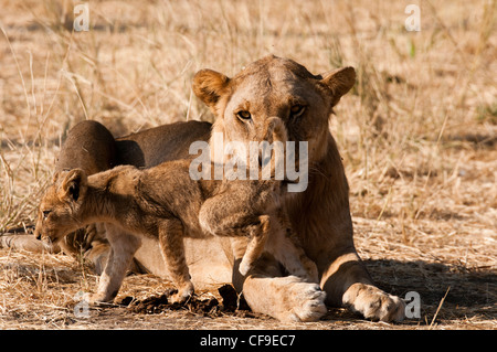 Subadult male lion, Panthera leo, sniffing genitals of dominant male ...