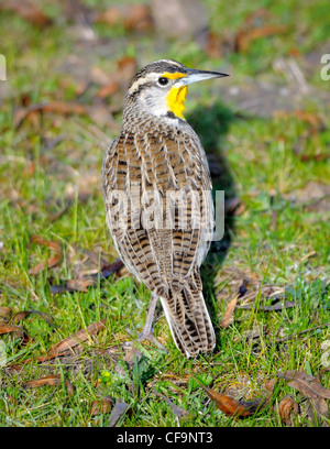 Western Meadowlark (Sturnella neglecta) ground nest showing white eggs ...