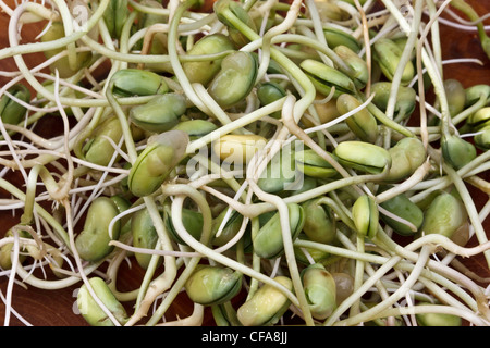 amino acids, aminoacids, Angiosperms, complete, diet, East Asia ...