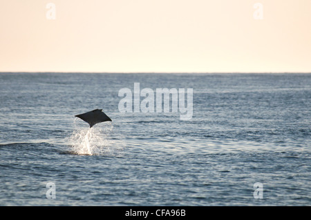 flying mobula, family mobulidae, sea of Cortes, los barriles, Baja ...