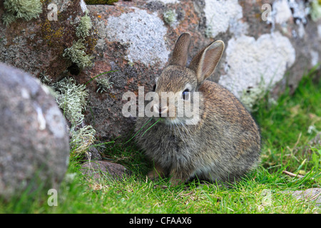 Fur, Highland, highland, rabbit, nose, ear, Oryclolagus cuniculus ...