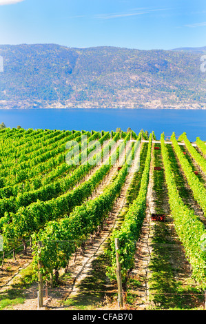 apple orchards Okanagan Canada Stock Photo - Alamy