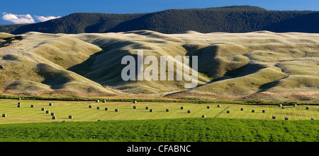 Gang Ranch and the BC Grasslands, British Columbia, Canada Stock Photo ...