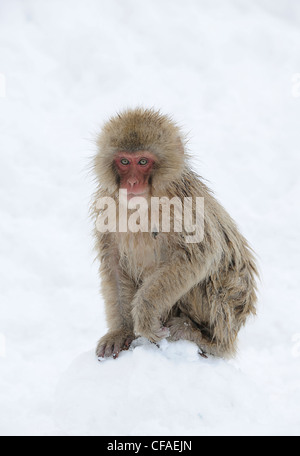 Japanese macaque or snow japanese monkey, nose (Macaca fuscata), Japan ...
