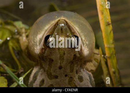Chorus frog (Pseudacris triseriata), male, near Pawnee National ...