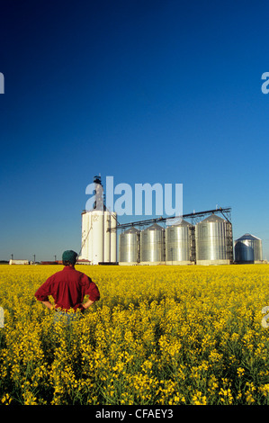Canola plants bloom in a pasture on a farm near Cremona, Alta., Friday ...