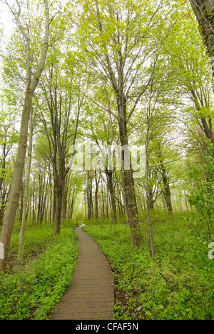 Flora, Point Pelee National Park, Ontario, Canada Stock Photo - Alamy