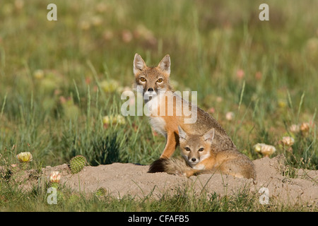 Swift fox (Vulpes velox), male yawning and stretching, at den, near ...