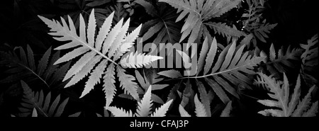 onoclea sensibilis sensitive fern bead fern perennial plant portraits ...