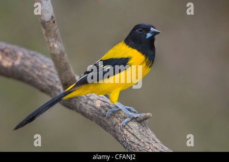 Audubon's Oriole (Icterus graduacauda), Texas Stock Photo - Alamy