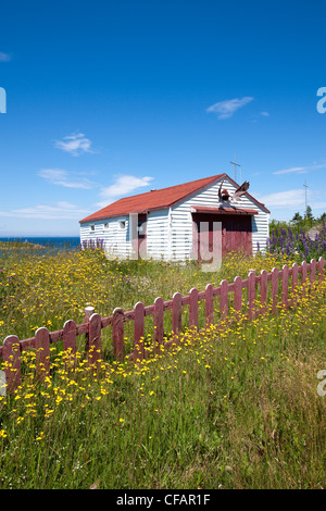 Field of wildflowers along a fence in New Perlican, Newfoundland and ...