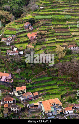 Madeira Terrace cultivation Stock Photo - Alamy