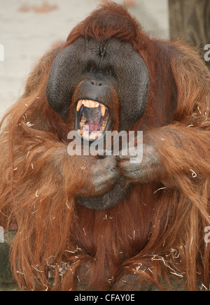 orangutan showing his teeth Stock Photo - Alamy