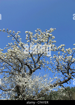 Tree, cherry tree, blossoms, flourishes, cherry flowers, blossom ...