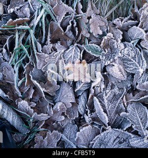 nature, seasons, autumn, autumn colouring, winter, coldness, plant life ...