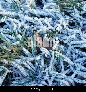 nature, seasons, autumn, autumn colouring, winter, coldness, plant life ...