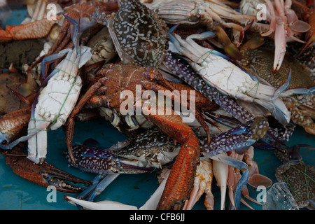 Fishmonger at the fish market in Kota Kinabalu, Borneo, Malaysia Stock ...