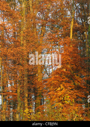 Switzerland, wood, forest, autum, fall, tree, leaves, yellow Stock ...