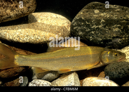 Northern pikeminnow freshwater fish Stock Photo - Alamy