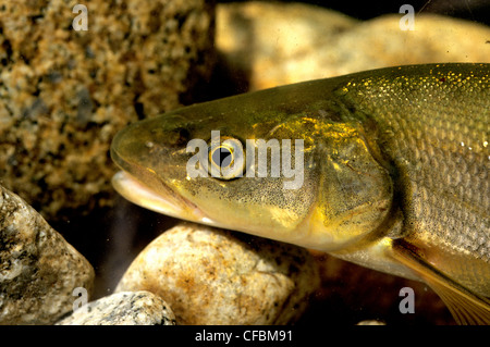 Northern pikeminnow freshwater fish Stock Photo - Alamy