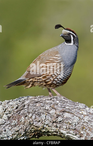 California Quail on perch Victoria BC, Canada Stock Photo - Alamy