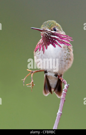 Hummingbird perched on a tree branch Stock Photo - Alamy