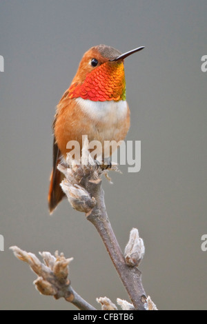 Rufous Hummingbird bird at Vancouver BC Canada Stock Photo - Alamy