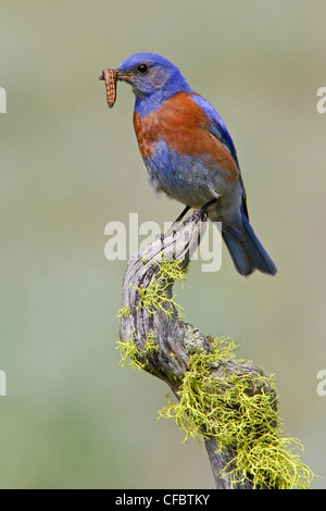 Western Bluebird (Sialia mexicana) perched above a birdbox, Missoula, Montana Stock Photo - Alamy
