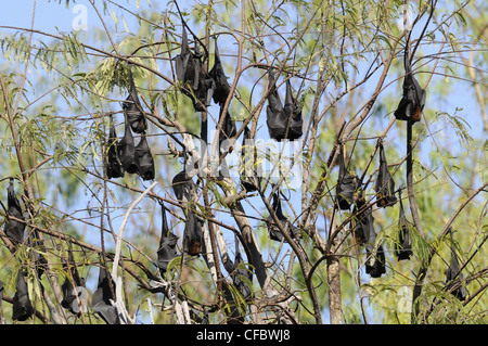 A Black Flying Fox (Pteropus alecto) hanging from a branch, Ravenswood ...