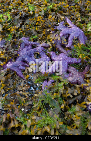 The Sunshine Coast in BC, Canada Stock Photo - Alamy